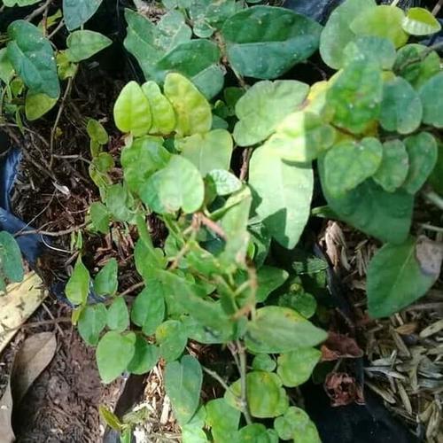 Jual pohon rambat dolar daun kecil aneka tanaman rambat - Jakarta ...