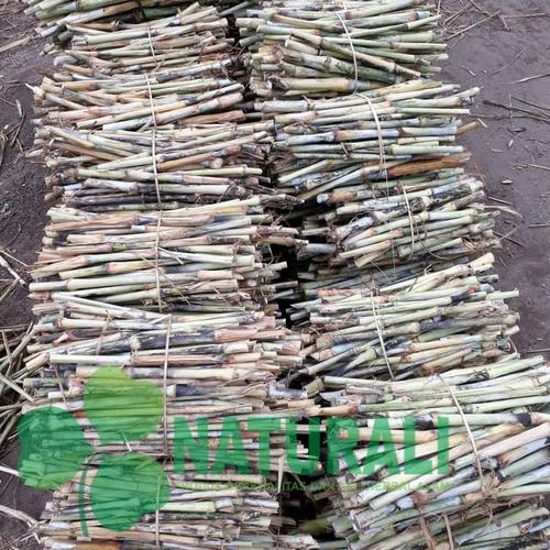 Jual bibit rumput gajah raja king grass cutting stek batang siap tanam ...