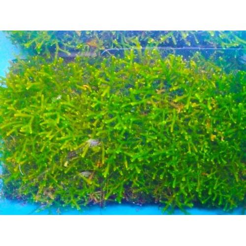 Jual Moss Ricardia Lempeng Tanaman Air Aquascape - Jakarta Utara ...