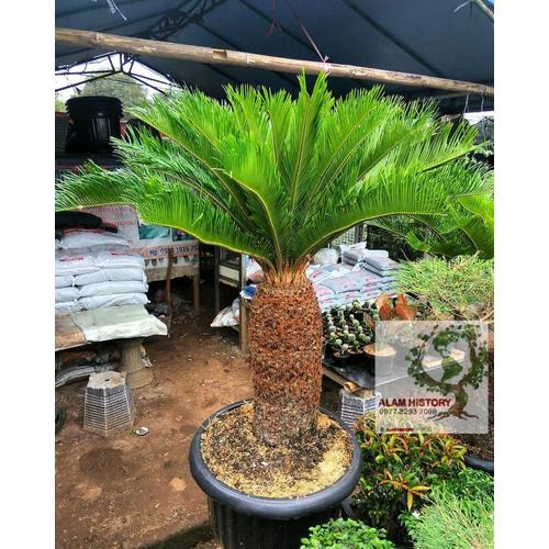 Jual Pohon Palem Sikas - Tanaman Bonsai tinggi 1meter daun - Kab. Bogor ...