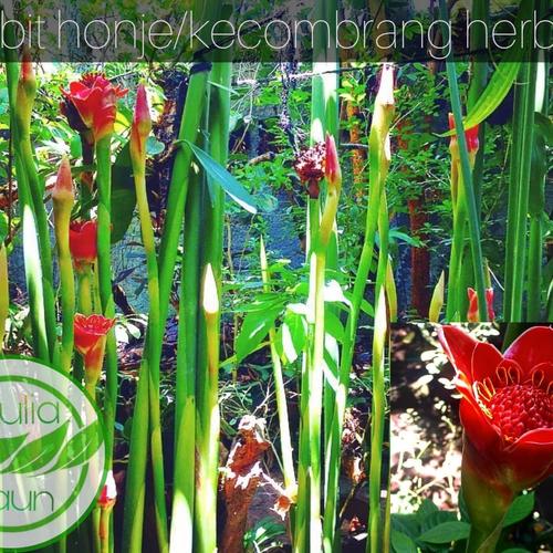 Jual Bibit tanaman honje/Pohon tangkai honje/Kecombrang/Kincung herbal ...