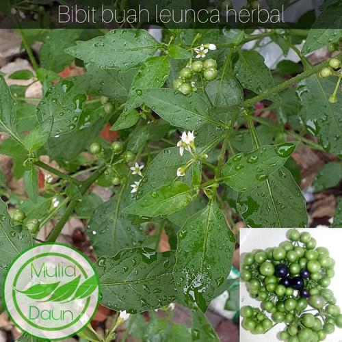 Jual Bibit tanaman leunca/Pohon buah lenca sayur herbal - Kab. Bogor ...
