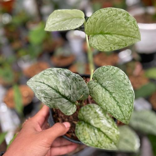 Jual tanaman hias scindapsus pictus silver splash - scindapsus siver ...