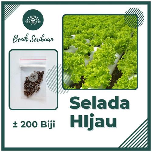 Jual Paket Hemat 5 Benih Sayur Lalap Kemangi Seledri Selada Timun Tomat ...