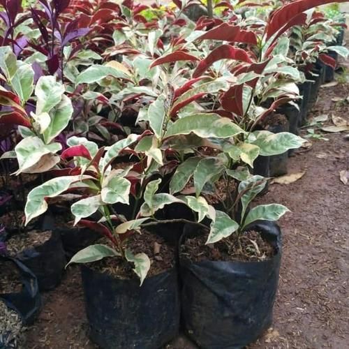 Jual tanaman hias sambang dara - sabang darah - merah putih - Kab ...