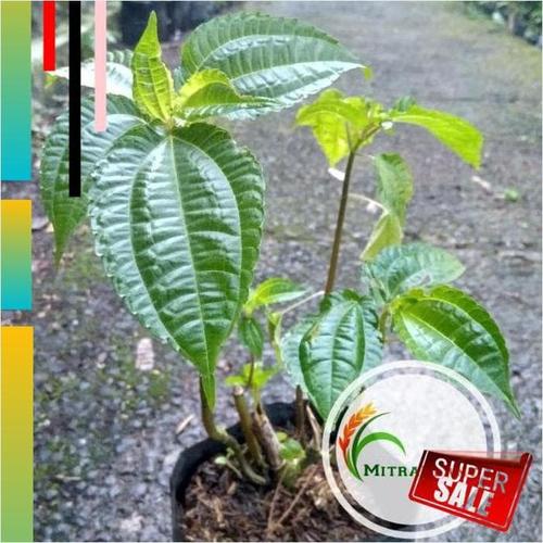 Jual new bibit tanaman pohpohan - pohon daun pohpohan - tanaman herbal ...