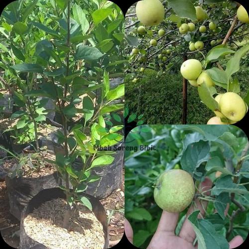 Jual Bibit Apel Manalagi Hijau - Bibit Apel Okulasi - Bibit Apel Malang ...