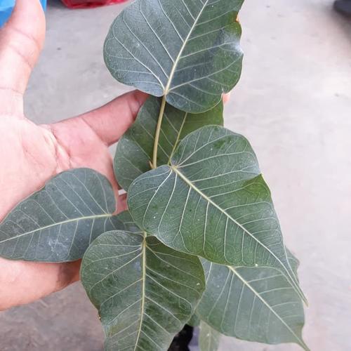 Jual Bibit Tanaman Pohon Bodhi (ficus relogiosa) - Kota Batu ...