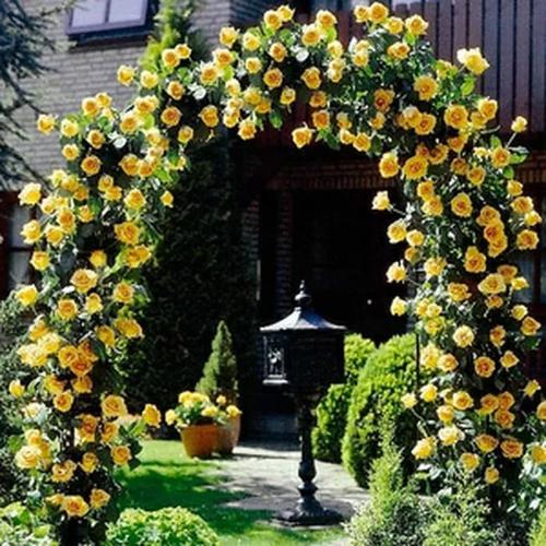 Jual tanaman mawar merambat kuning(climbing rose yellow) - Kab. Bogor ...