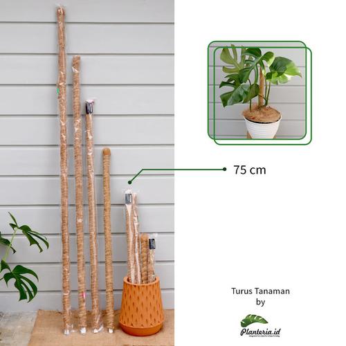 Jual TURUS TANAMAN RAMBATAN 75 cm Export Quality - Kab. Bogor ...