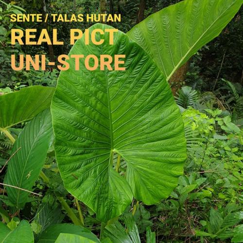 Jual Bibit tanaman hias talas hutan talas hias sente hijau daun ...