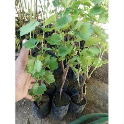 Jual Bibit Anggur ( tanaman anggur lokal) Paling Dicari - Kab. Kediri ...