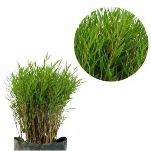 Jual tanaman bambu mini/ bambu japan - Kota Kediri - Kampung Bibit O.S ...