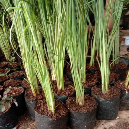 Jual Tanaman Sereh Sayur - Pohon Sereh - Kab. Bogor - GREEN HOUSE ...