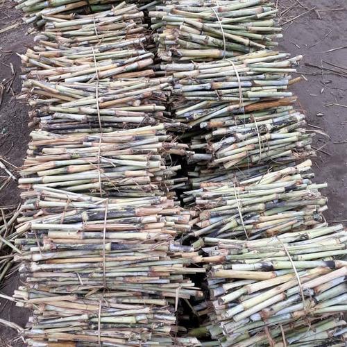 Jual bibit rumput gajah raja king grass cutting stek batang - Kab ...