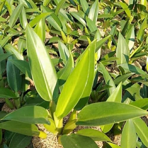 Jual Tanaman Hias Philodendron Eceng/Philo Katak - Kab. Bogor - Ragam ...