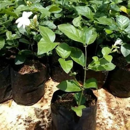 Jual Bibit Tanaman Hias Melati Putih Bibit Melati Kampung Melati Wangi ...