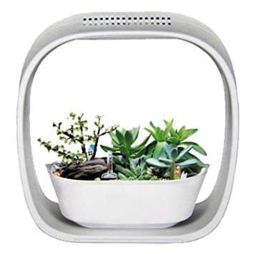 Jual Indy Indoor Pot Terrarium Hidroponik Mini Garden dengan LED ...