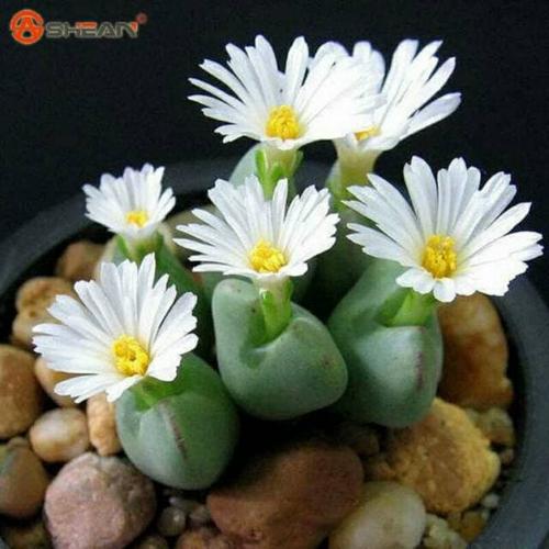 Jual Biji Bunga White Lithops (Kaktus Berbunga Putih) Rare Cactus - Kab ...