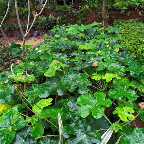 Jual pohon jarak bali/tanaman jarak bali - Kota Bogor - EXSOTIC TAMAN ...