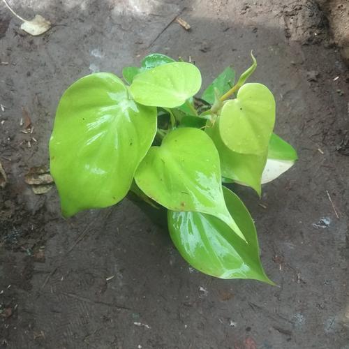 Jual Pohon sirih gading |sirih gading kuning | sirih gading lemon - Kab ...