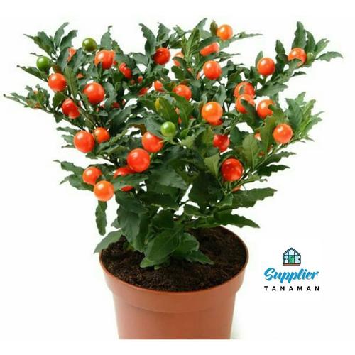 Jual Tanaman Tomat Krismil - Lombok Udel - cabe hias - Kota Batu ...