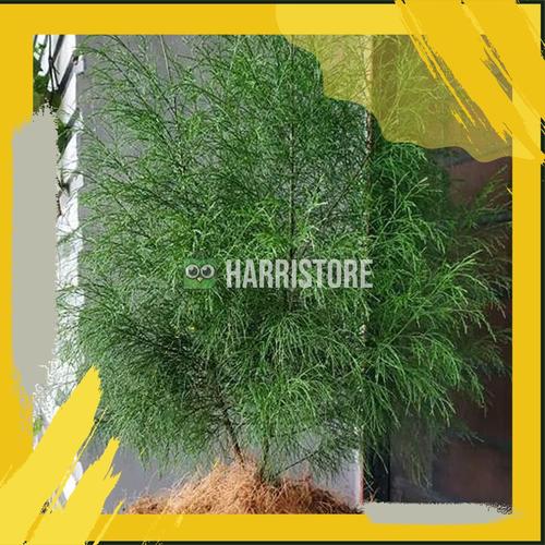 Jual Tanaman Cemara Angin Bibit Pohon Cemara - Kota Malang - Harristore ...