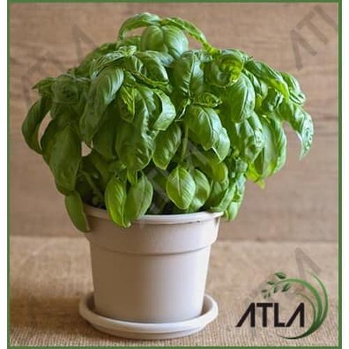 Jual Benih Tanaman Sweet Basil Genovase 200 Biji Bibit Herbal Refill ...