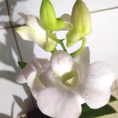 Jual tanaman anggrek bunga putih(dendrobium) - Kab. Bogor - MALA TAMAN ...