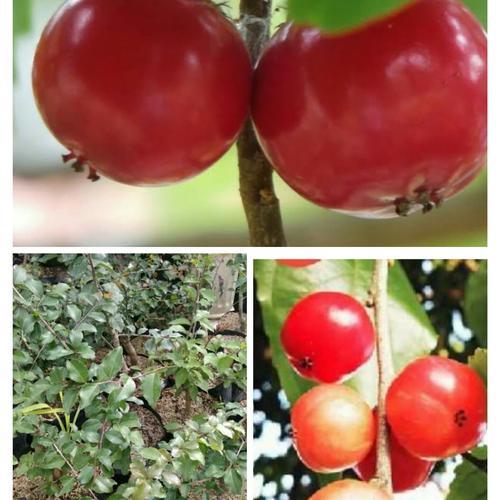 Jual BIBIT LANGKA BUAH RUKEM UNGGUL SUPER TANAMAN POHON CEPAT BERBUAH ...