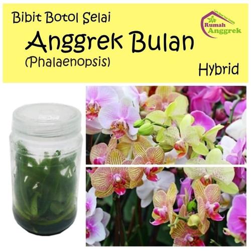 Jual Bibit Botol Selai Anggrek Bulan Phalaenopsis Hybrid ph hibrida ...