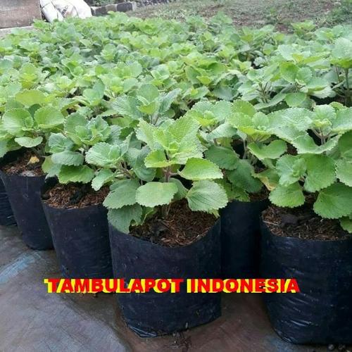 Jual Bibit Tanaman Daun Bangun2 Tanaman Herbal Memperbanyak Asi ...