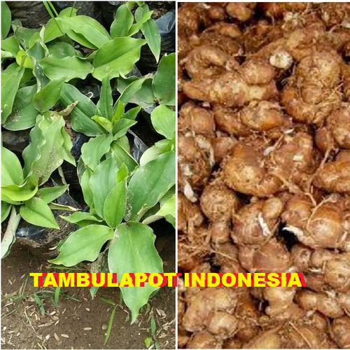 Jual Bibit Kencur Tanaman Obat Herbal Tanaman Herbal Kencur Tanaman ...