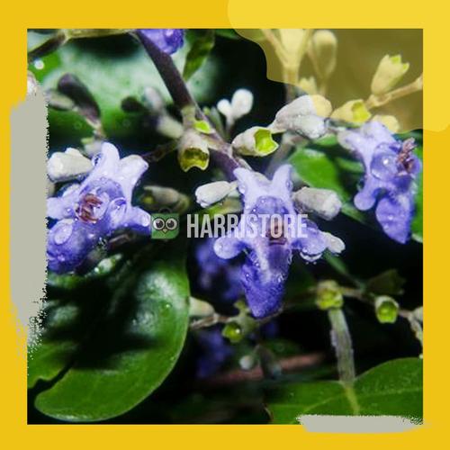 Jual Bibit Tanaman Legundi tanaman obat legundi - Kota Malang ...