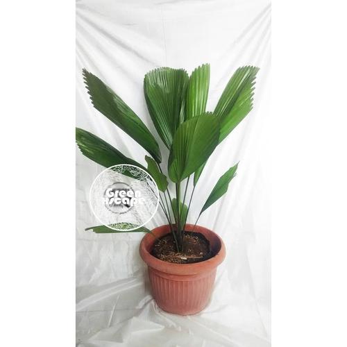 Jual Tanaman Tanaman hias palem kol - Kipas - Licuala Grandis - Kab ...