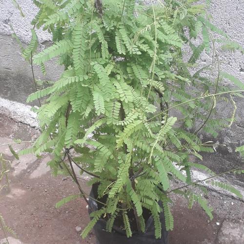 Jual TANAMAN DAUN SAGA gojek only - Jakarta Barat - Naufal tani | Tokopedia