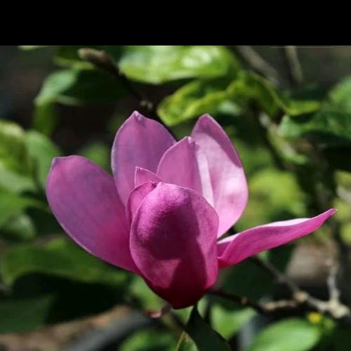 Jual Bibit Tanaman Bunga Magnolia atau Cempoko Gondok Merah - Jakarta ...