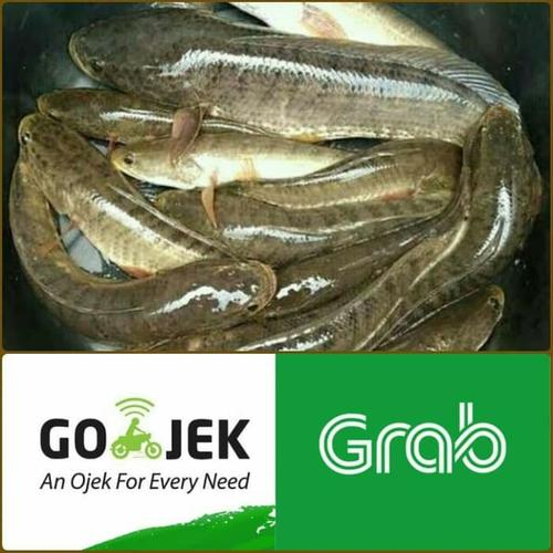 Jual Ikan Gabus Konsumsi Segar Hidup 1/2 kg Isi 3-5 Ekor - Kab. Bekasi ...