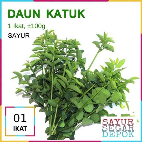 Jual daun katuk / sayur daun katuk / sayuran daun katuk - Kota Depok ...