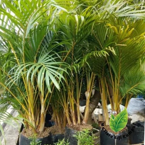 Jual pohon palem kuning-tanaman palem kuning - Kota Depok - mutiara ...