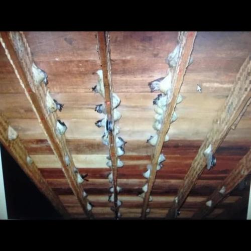 Jual Besek Lembaran Papan Sirip Walet Ukuran 15cm x 100cm - Jakarta ...