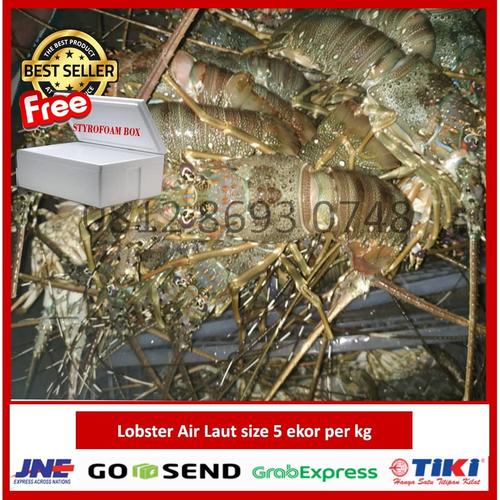 Jual Promo Lobster Besar isi 4-5 ekor 1 kg/Lobster Pasir?Lobster Murah ...