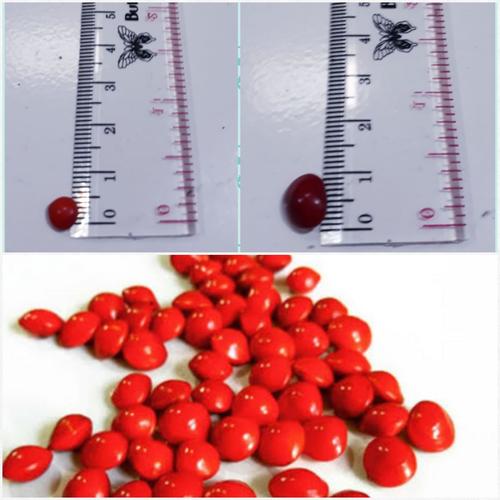 Jual BIJI SAGA POHON PREMIUM. biji saga merah.warna lebih cerah & uk ...