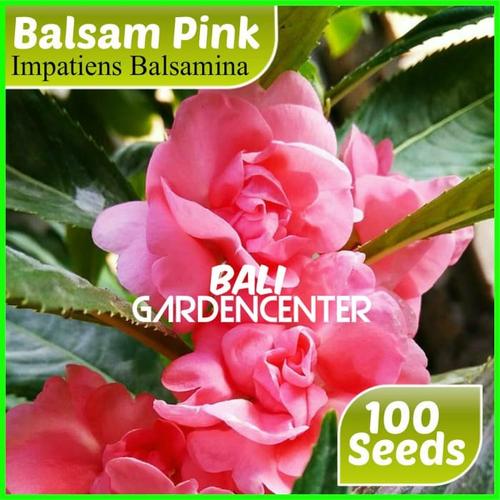 Jual Benih Biji Bunga Pacar Air Pink - Impatiens Balsamina - Kab ...