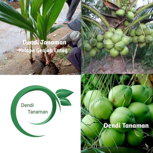 Jual Bibit Pohon Kelapa Genjah Entok Super 1 Meter / Kelapa Hijau Super ...