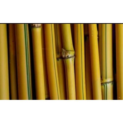 Jual Bibit stek tanaman bambu kuning original Murah Sehat - Kota ...