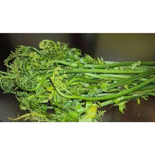 Jual Daun Pakis Paku Segar sayuran tanaman langka - Kab. Pangandaran ...