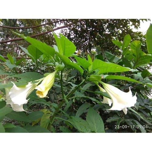 Jual Daun Kecubung Segar Kucubung - Kota Depok - KEBUN HERBAL IND ...