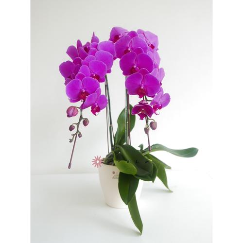 Jual Anggrek bulan premium rangkaian 2 pohon + Harga termasuk pot ...