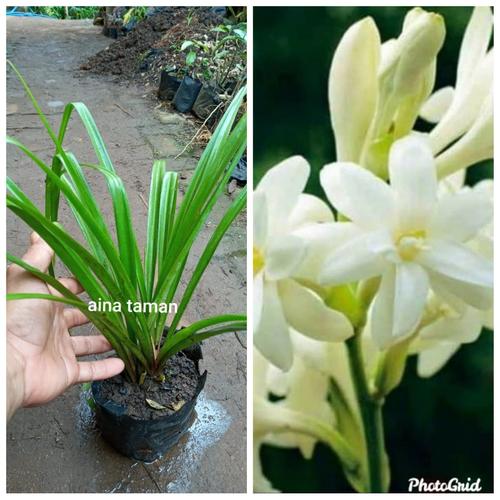 Jual POHON BUNGA SEDAP MALAM-tanaman bunga sedap malam bunga putih ...